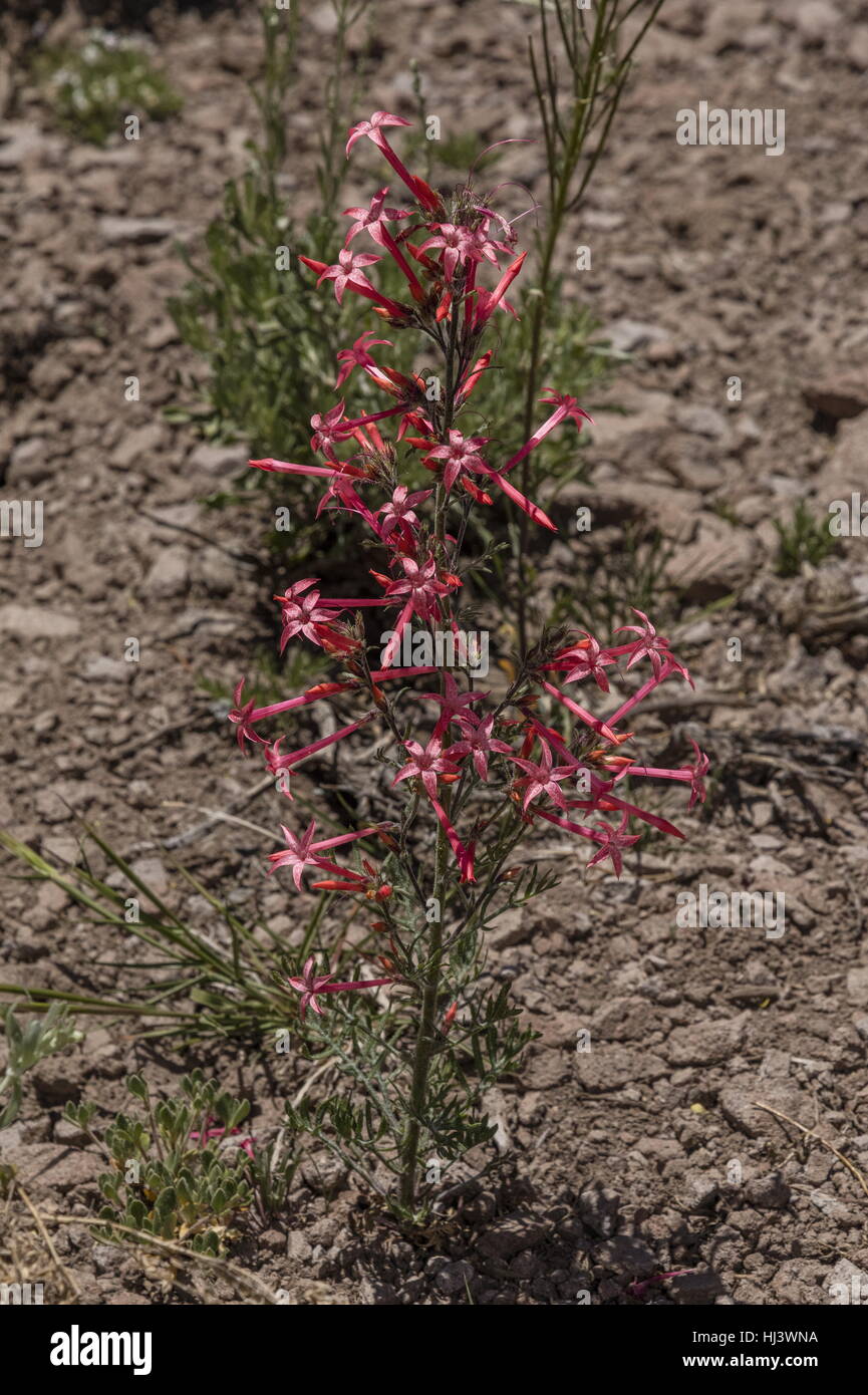 Slendertube ipomopsis hi-res stock photography and images - Alamy