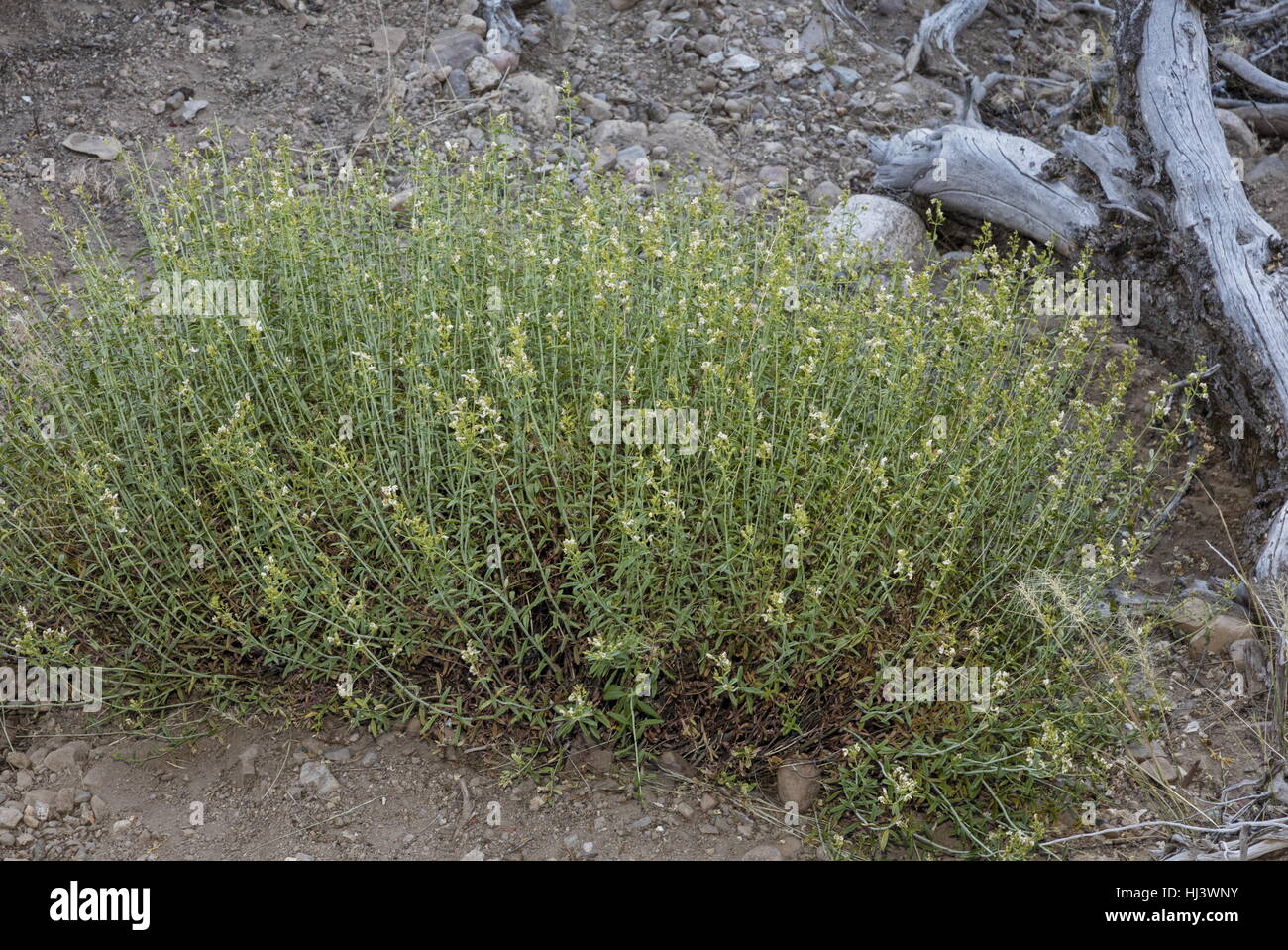 Sierra nevada wildflower hi-res stock photography and images - Alamy