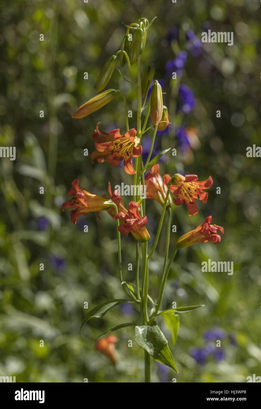 Sierra tiger lily, alpine lily, Lilium parvum Stock Photo - Alamy