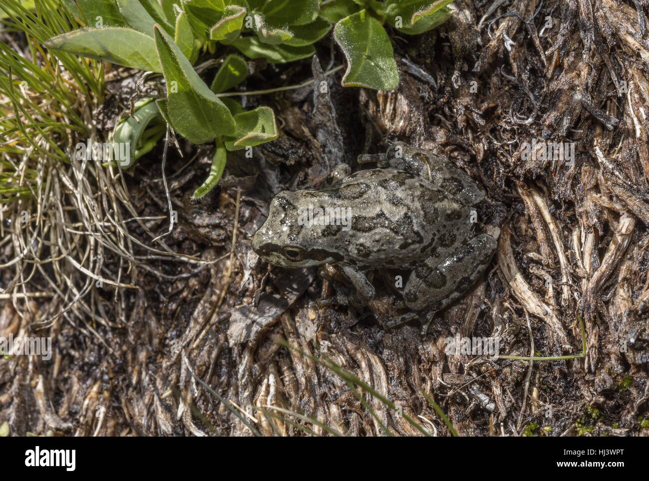 Sierran nevada hi-res stock photography and images - Alamy
