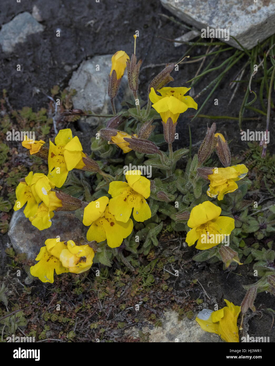 Tilings monkeyflower hi-res stock photography and images - Alamy