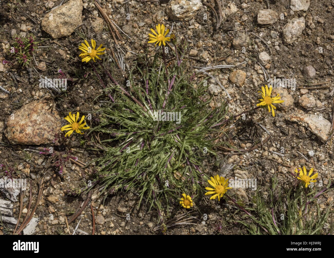 alpine flames, Pyrrocoma apargioides, in flower at high altitude ...