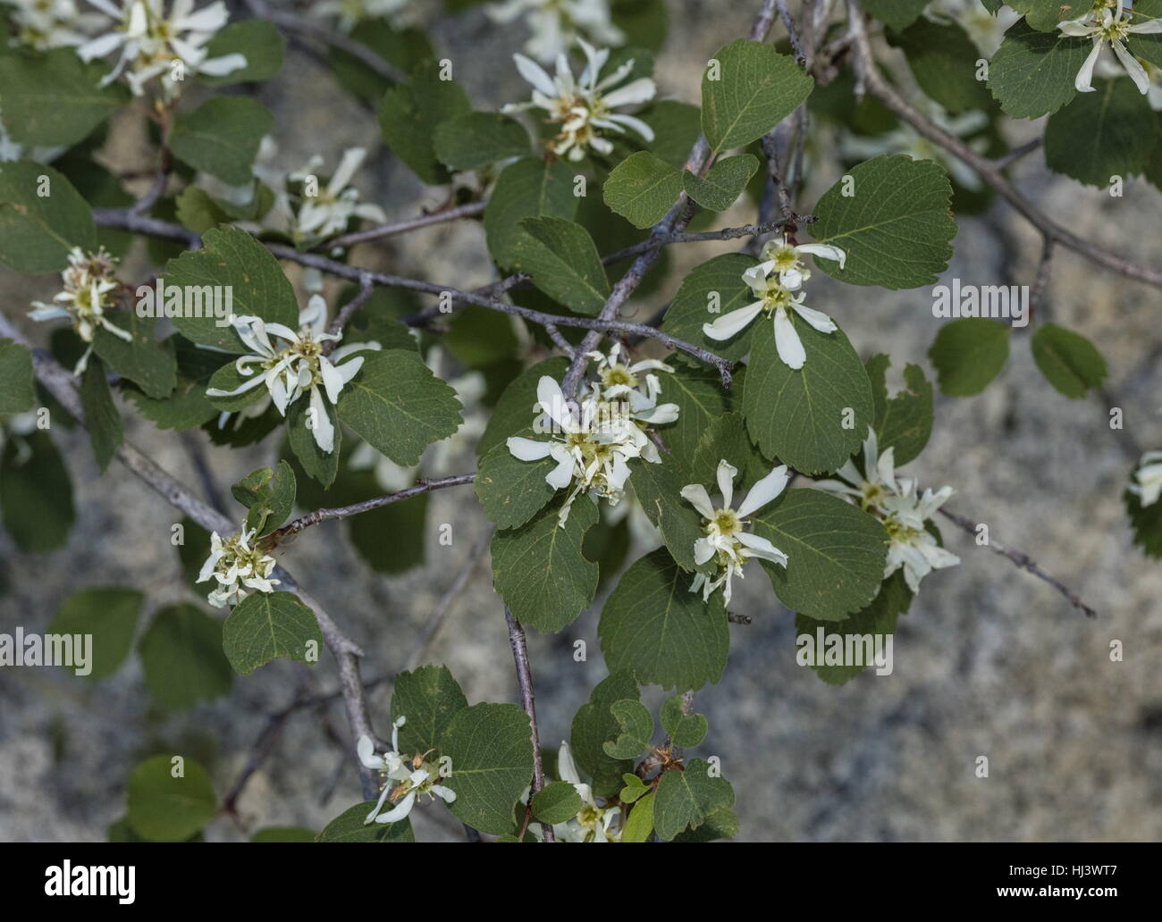 Utah serviceberry, Amelanchier utahensis in flower, Sierra Nevada Stock ...