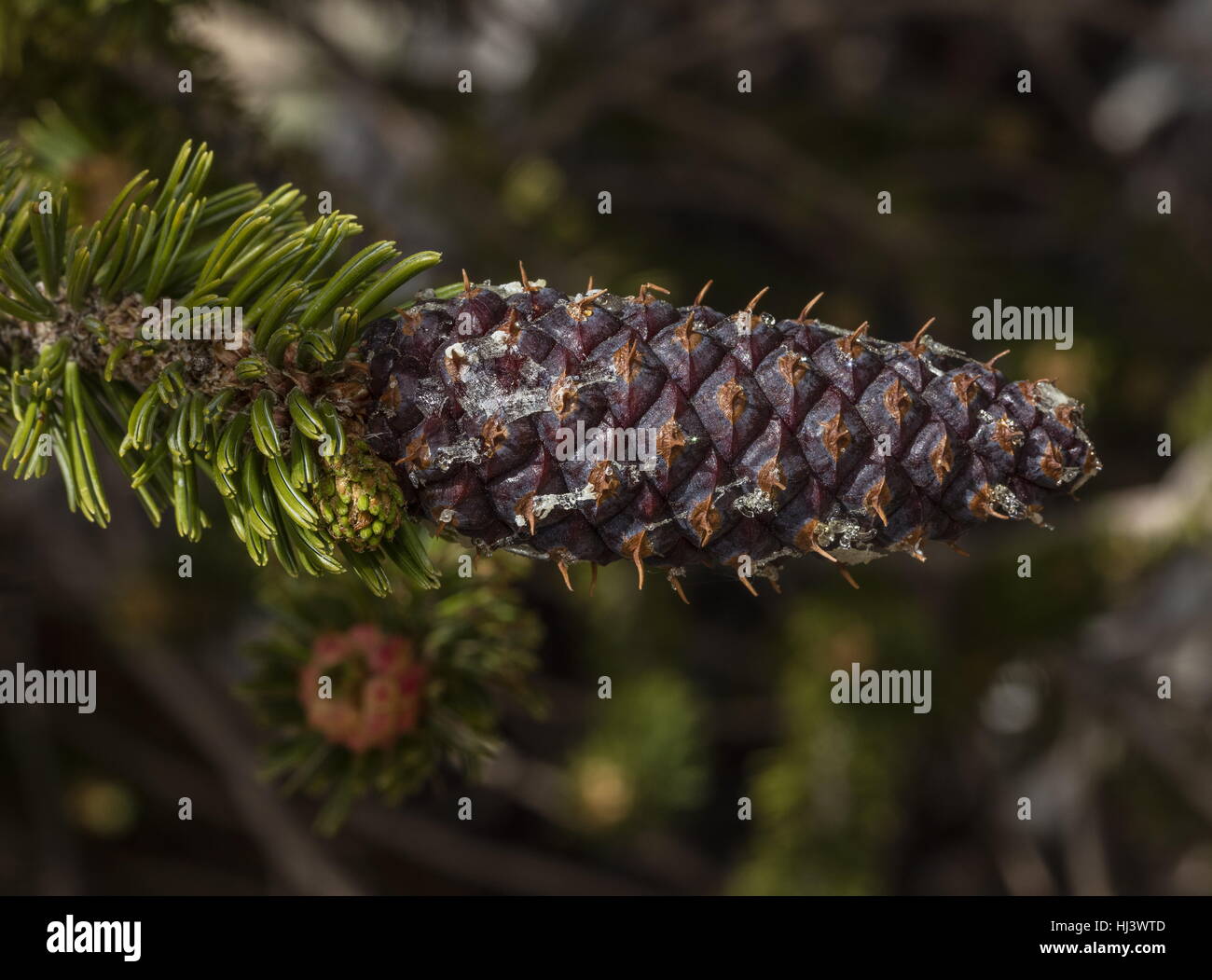 Pinus longaeva female cone hi-res stock photography and images - Alamy