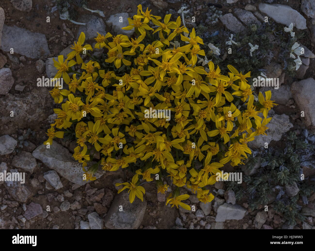 Wildflowers high altitude hi-res stock photography and images - Alamy