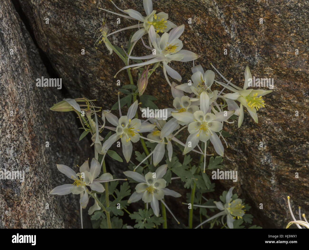 Sierra columbine, Aquilegia pubescens high in the Dana Valley, Yosemite ...