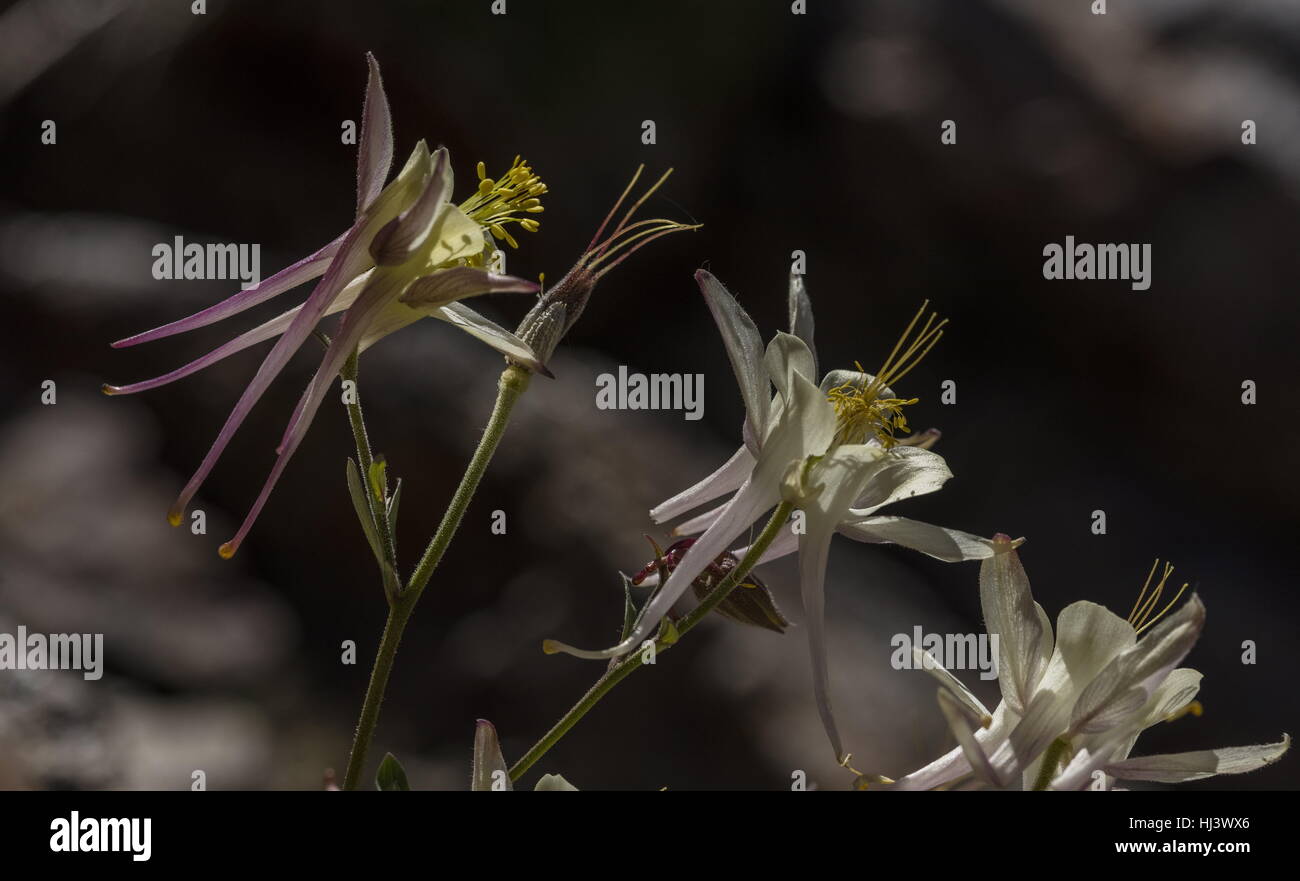 Sierra columbine, Aquilegia pubescens high in the Dana Valley, Yosemite ...