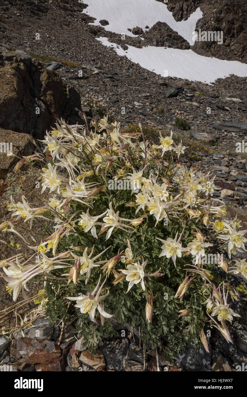 Sierra columbine, Aquilegia pubescens high in the Dana Valley, Yosemite ...
