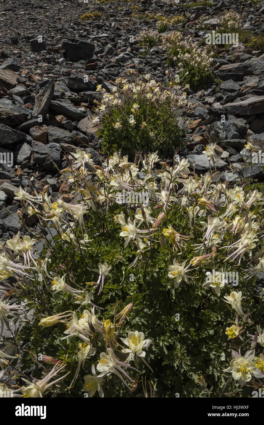 Sierra columbine, Aquilegia pubescens high in the Dana Valley, Yosemite ...