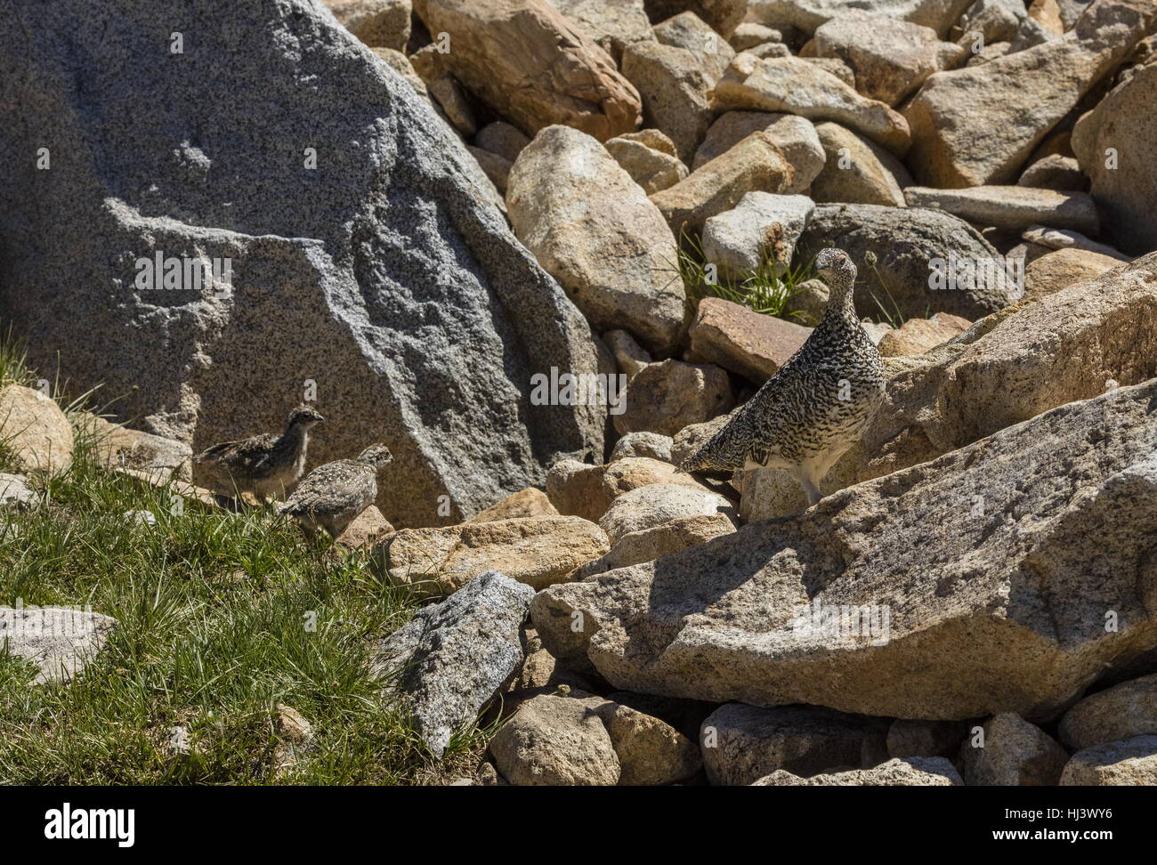 High sierra california wildlife hi-res stock photography and images - Alamy