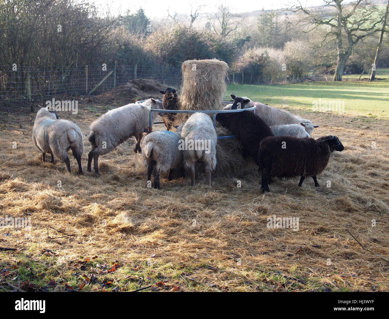 Sheep Poo High Resolution Stock Photography and Images - Alamy