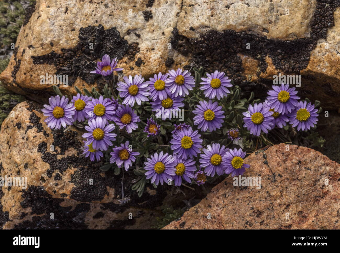 Pygmy fleabane, Erigeron pygmaeus in flower in high altitude fell-field ...