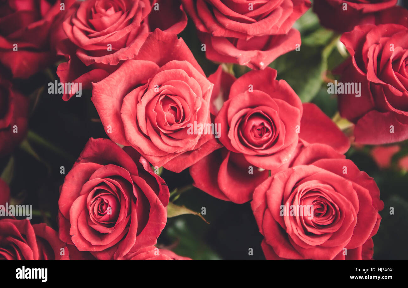 Closeup of beautiful freshly cut red roses bouquet Stock Photo - Alamy