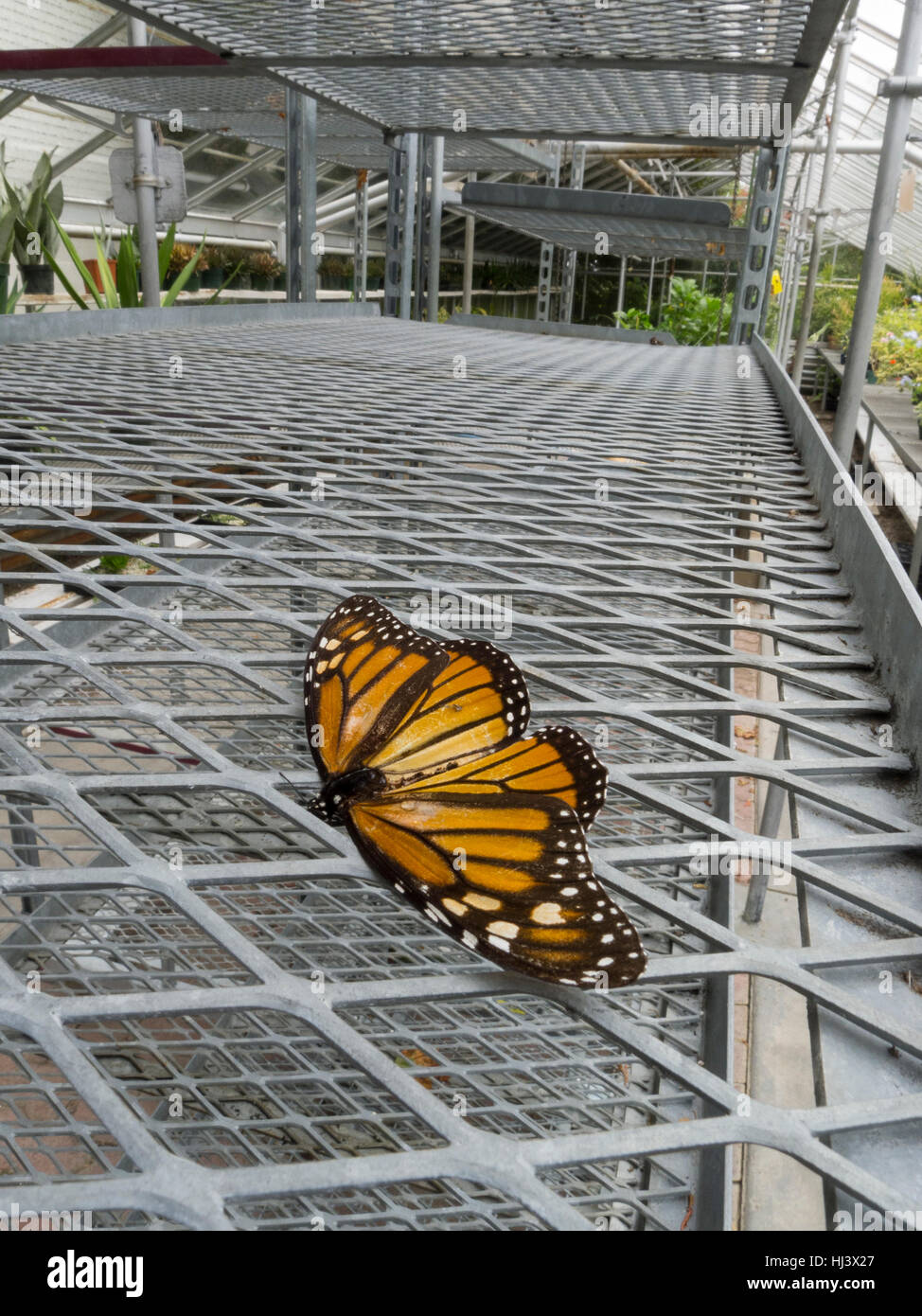 A dead Monarch butterfly lying on a bench in an empty greenhouse Stock ...