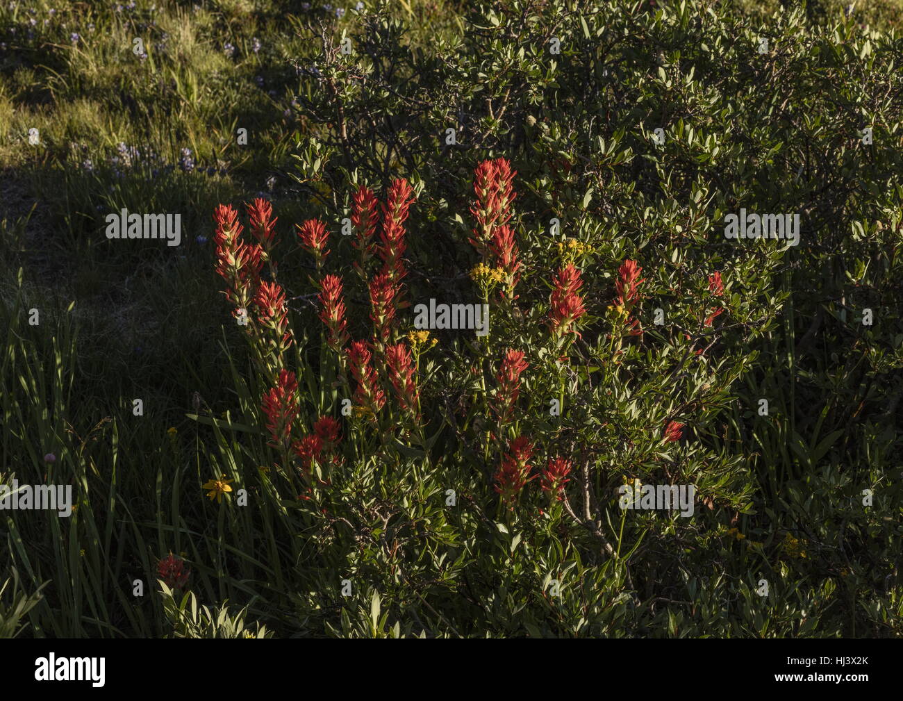 Scarlet paintbrush castilleja miniata large hi-res stock photography ...
