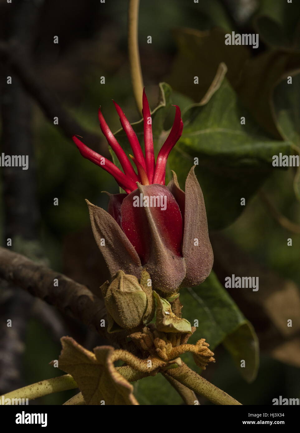 Arbol de las manitas hi-res stock photography and images - Alamy