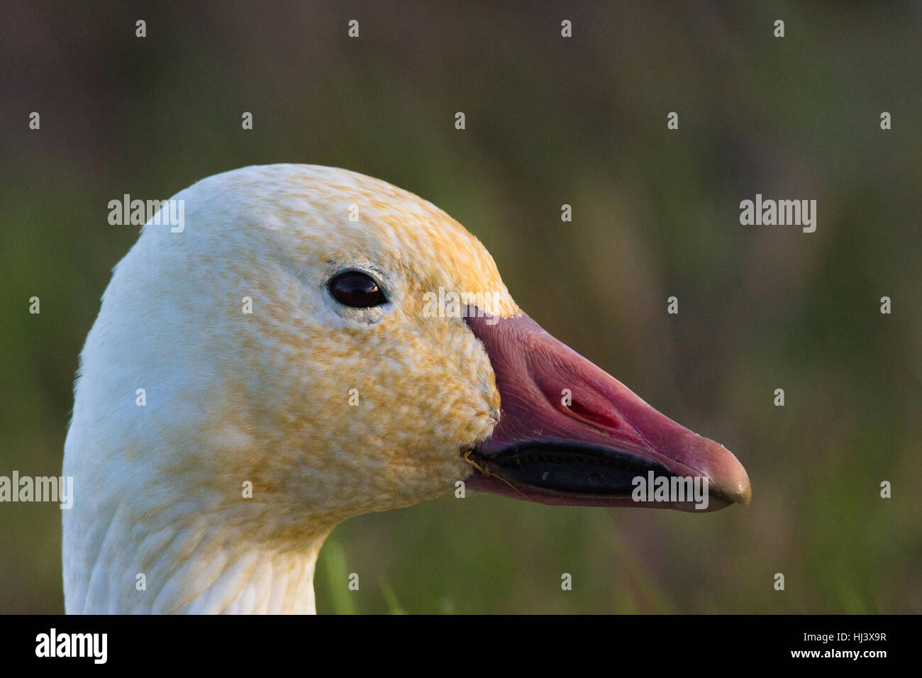 Ross goose hi-res stock photography and images - Alamy