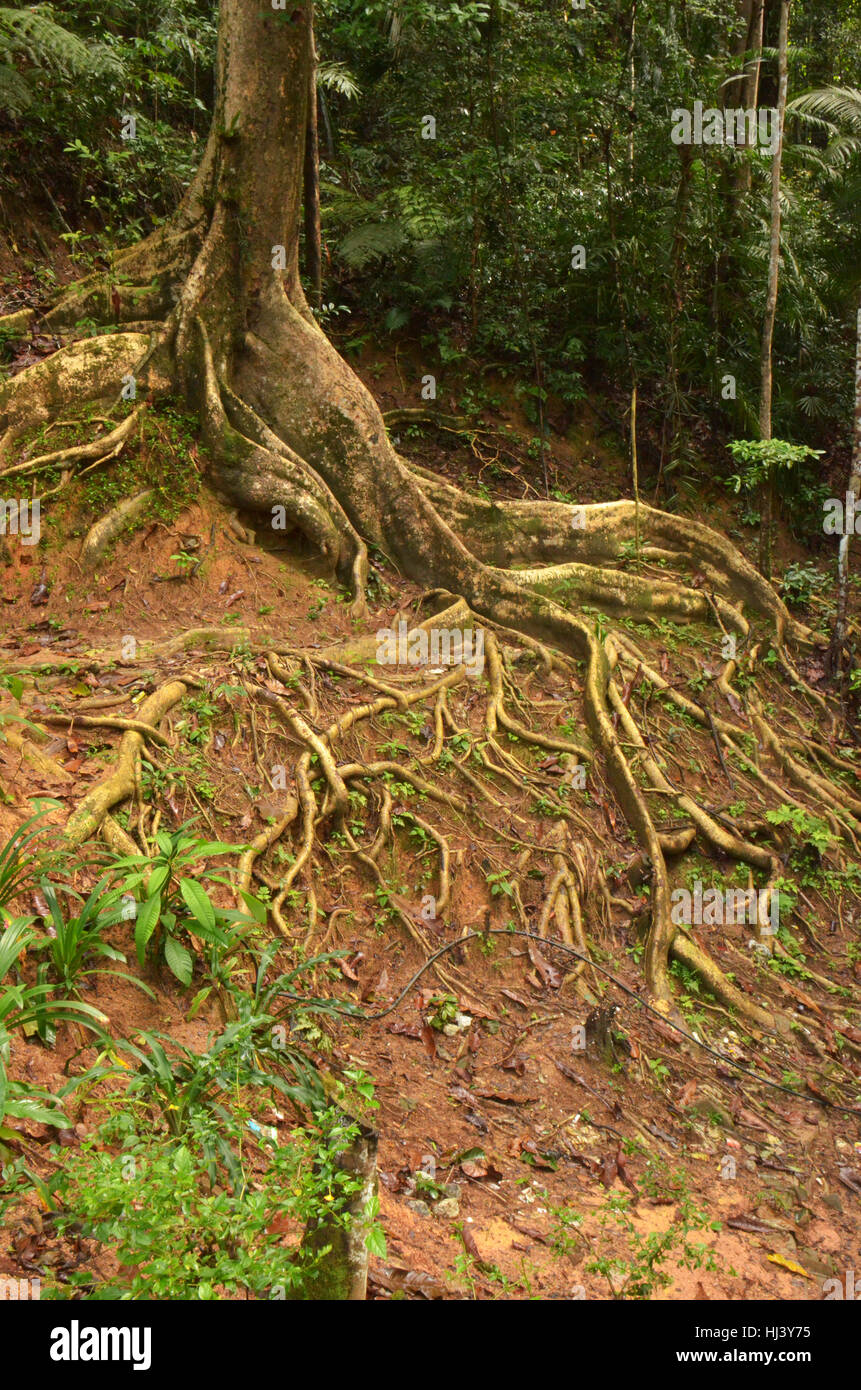 Tree bark adaptation hi-res stock photography and images - Alamy
