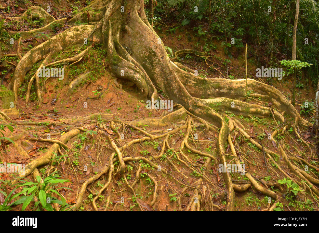 Roots biology hi-res stock photography and images - Alamy