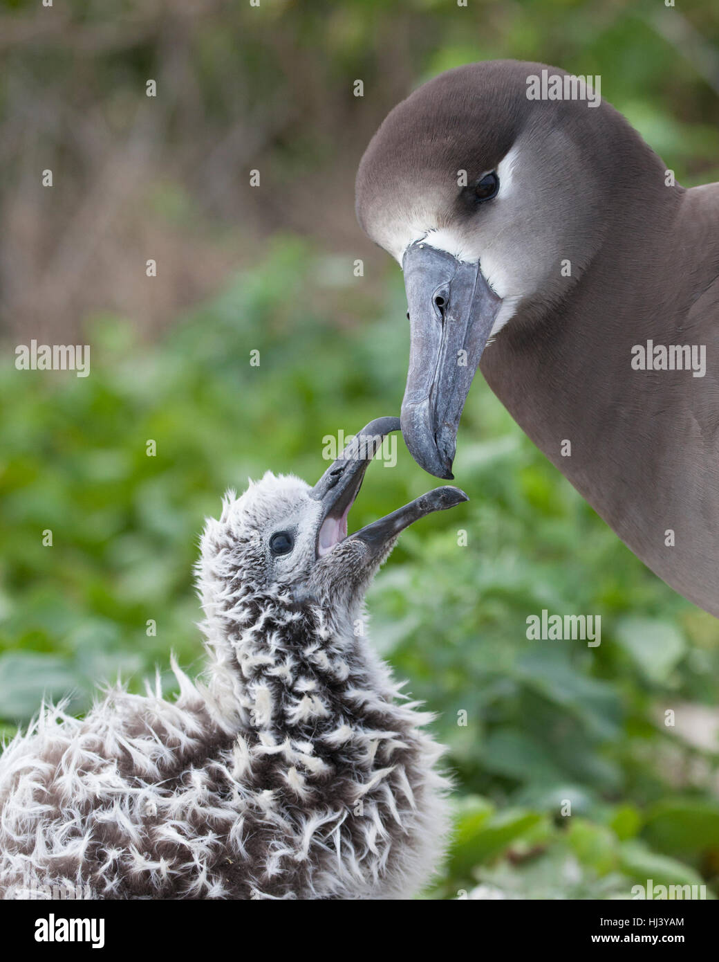 Black-footed Albatross young chick begging parent for food on Midway ...
