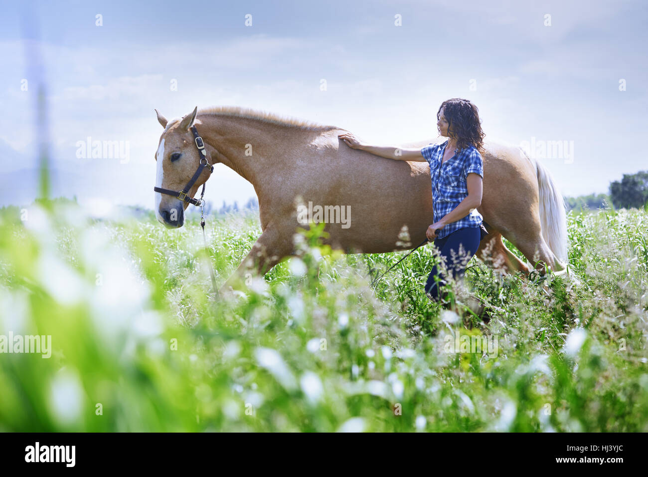 Horse trainer paddock hi-res stock photography and images - Alamy