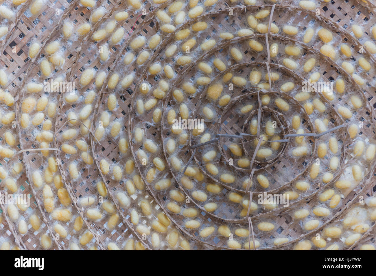 Sericulture on wooden basket Stock Photo - Alamy