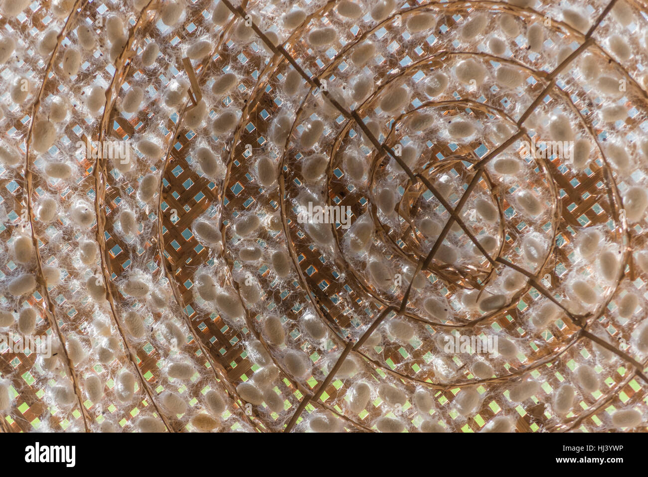 Sericulture on wooden basket Stock Photo - Alamy