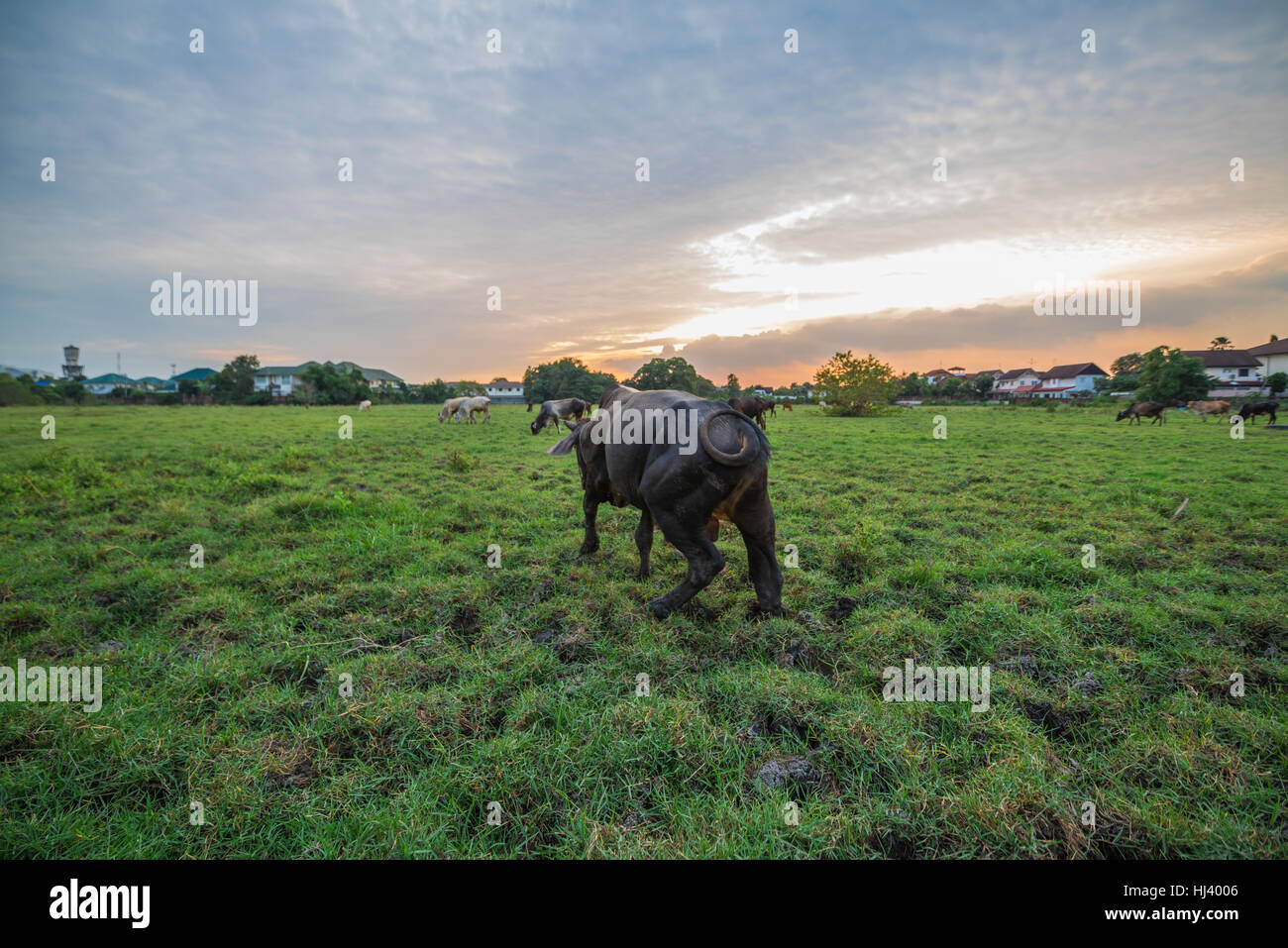Sunset over Idyllic Farmland Landscape Stock Photo - Alamy