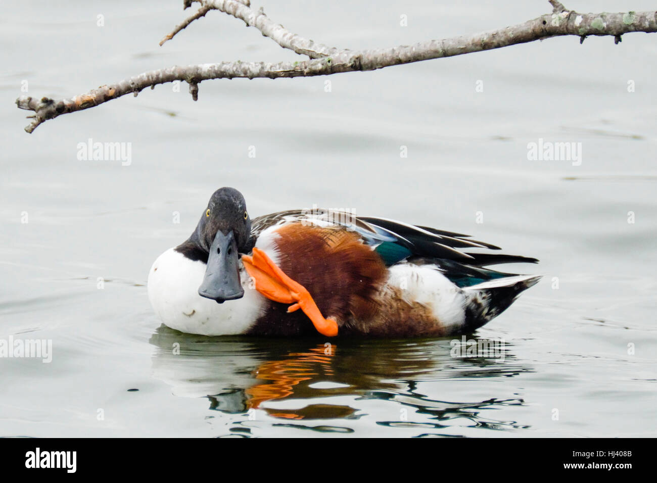 Male Northern Shoveler duck scratching itself with webbed foot while ...