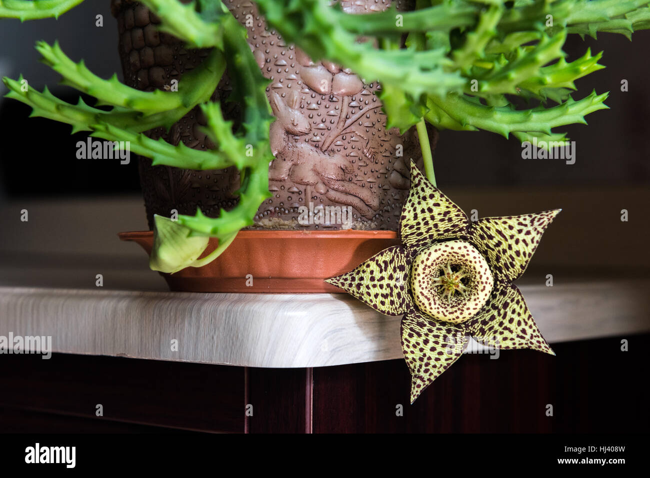 African flower illustration hi-res stock photography and images - Alamy