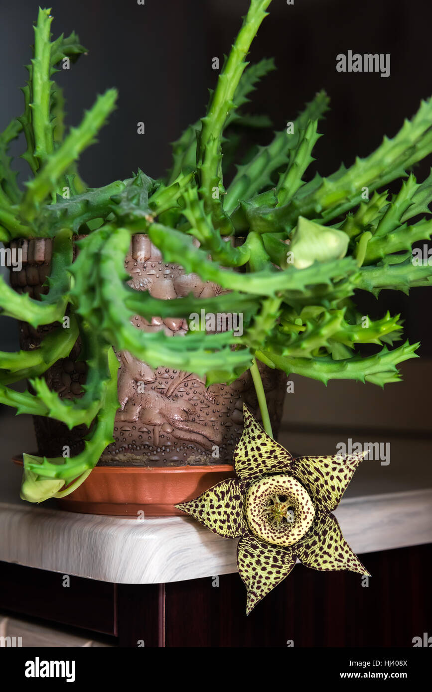 Stapelia variegata hi-res stock photography and images - Alamy