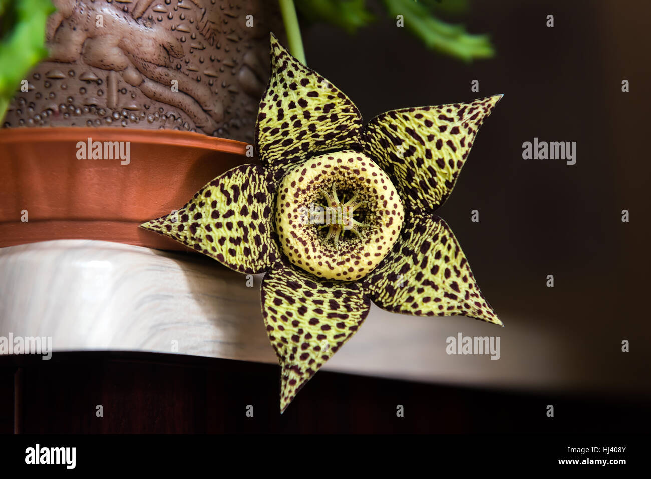 African star flower hi-res stock photography and images - Alamy