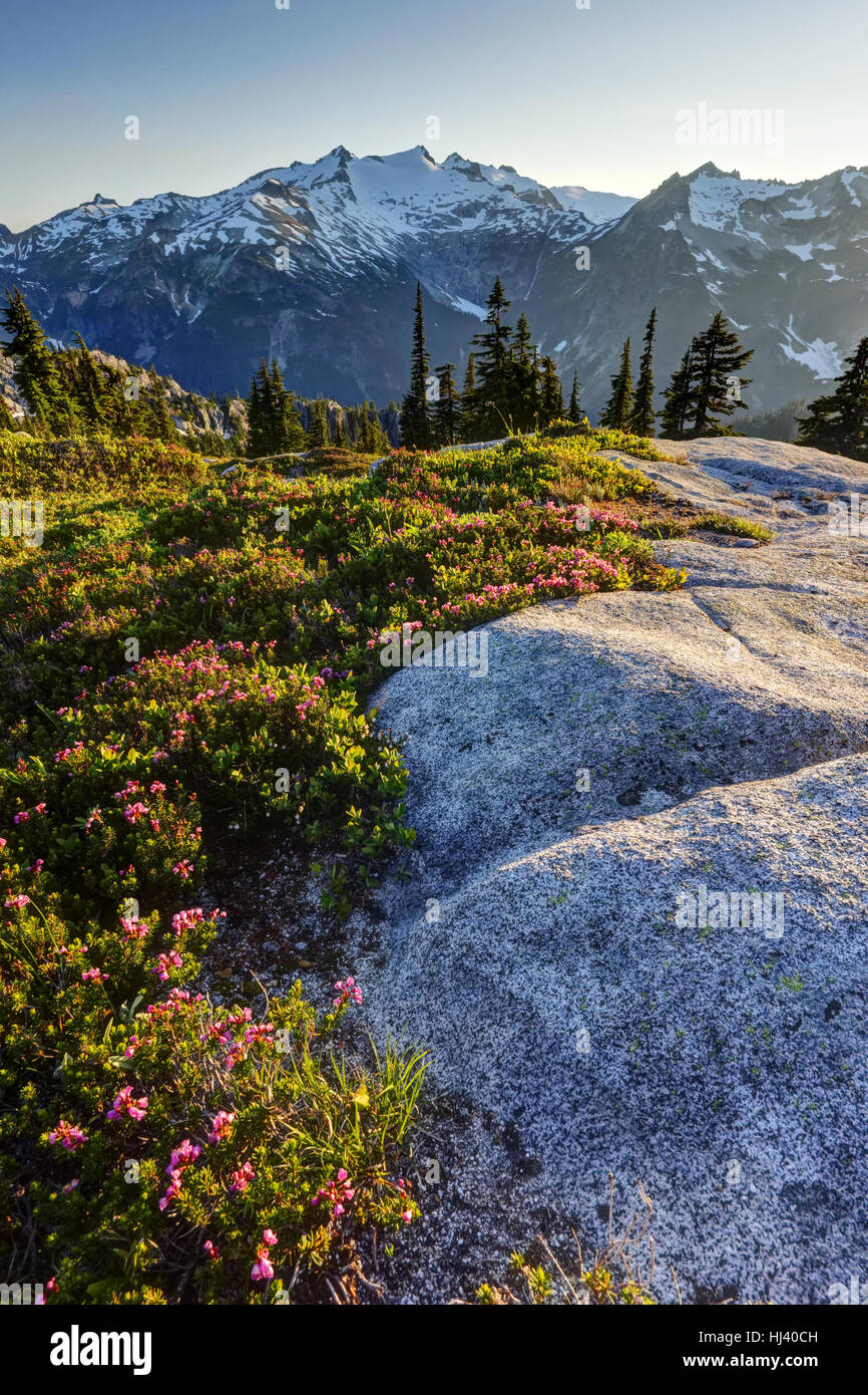 Pink mountain heather in subalpine meadow, Mount Daniel in background ...