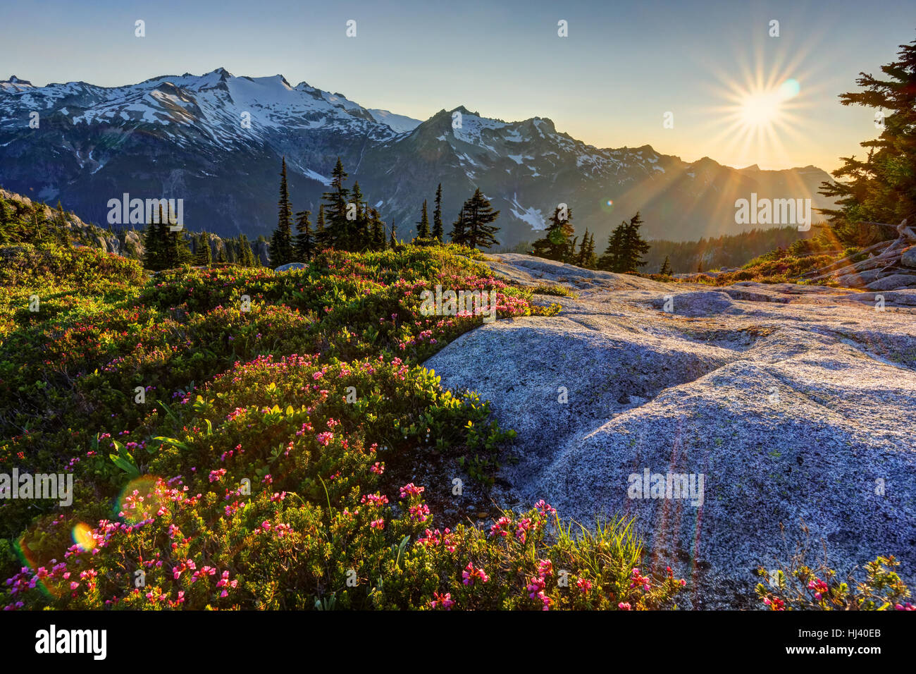 Pink mountain heather in subalpine meadow, Mount Daniel in background ...