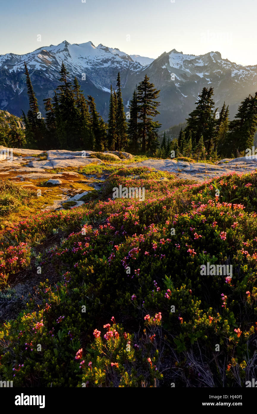 Pink mountain heather in subalpine meadow, Mount Daniel in background ...