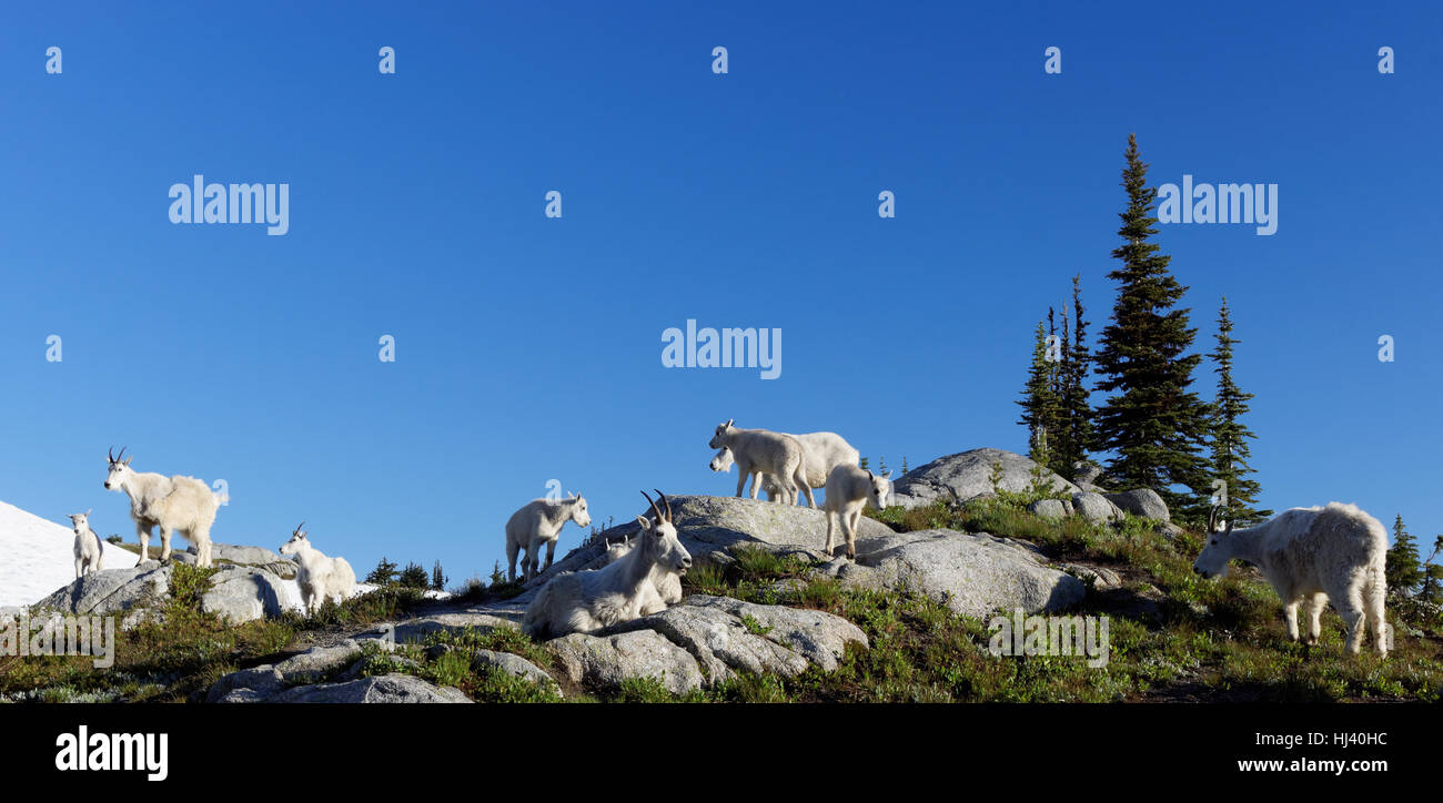 Mountain goats washington hi-res stock photography and images - Alamy