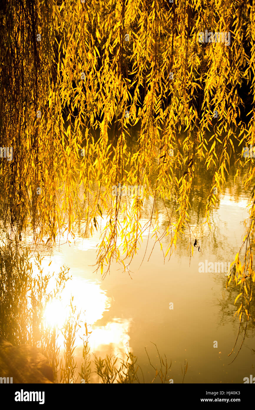 The bra tree hi-res stock photography and images - Alamy