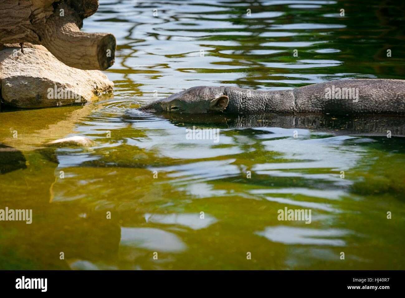 Hippo resting in swamp water Stock Photo - Alamy