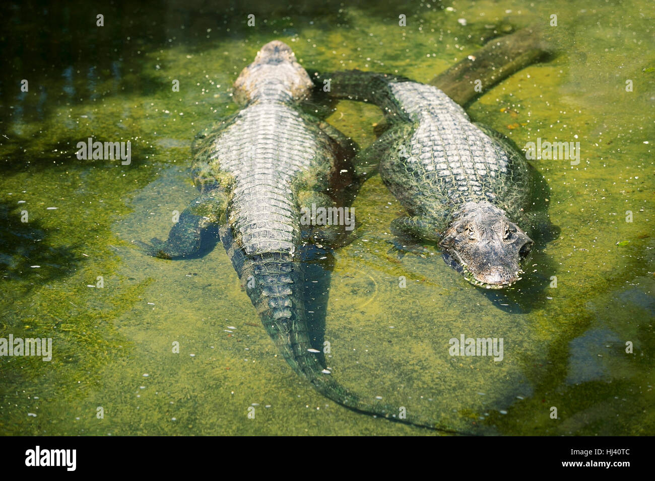 Two Caiman Crocodilians in the water Stock Photo - Alamy