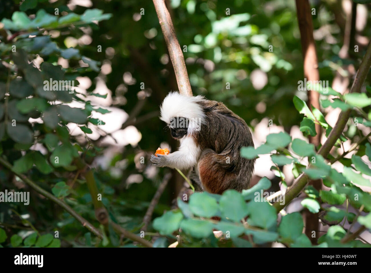 Cotton Headed monkey in trees Stock Photo - Alamy
