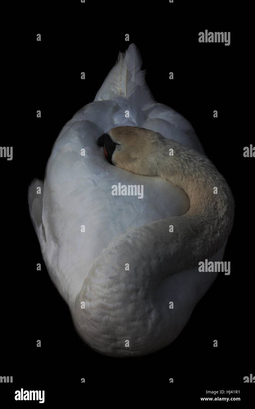 Swan sleeping hi-res stock photography and images - Alamy