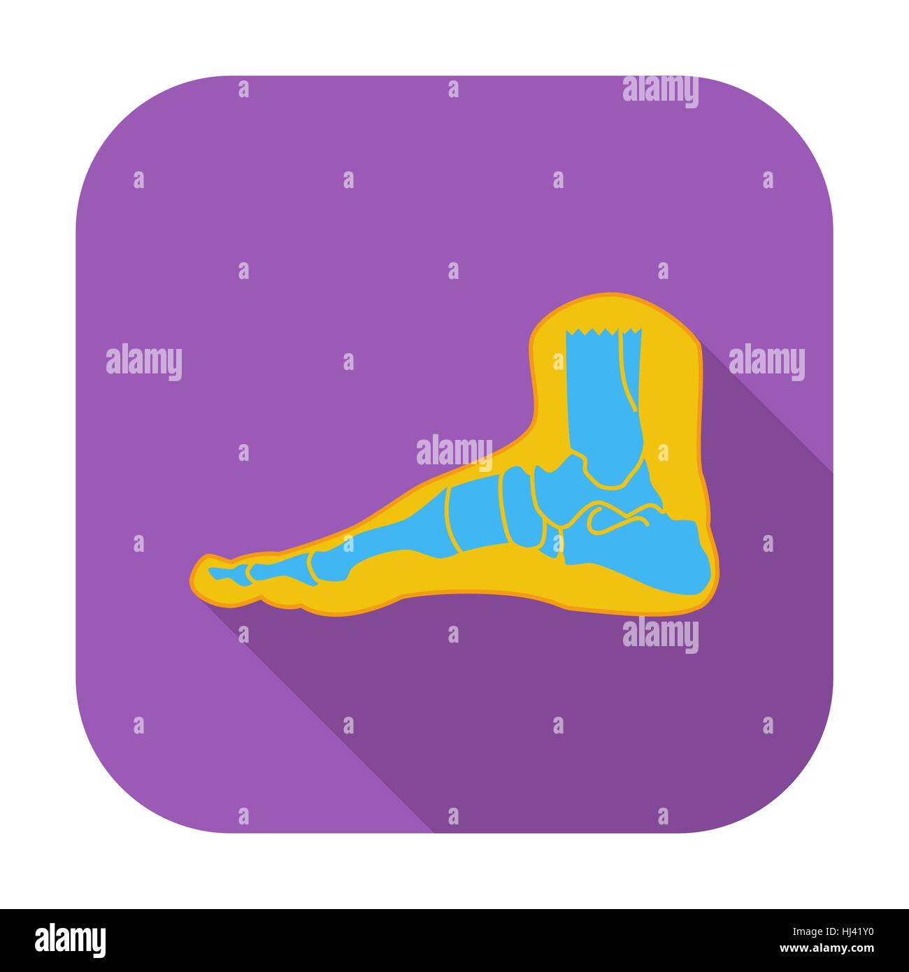 Achilles tendon anatomy vector vectors hi-res stock photography and ...