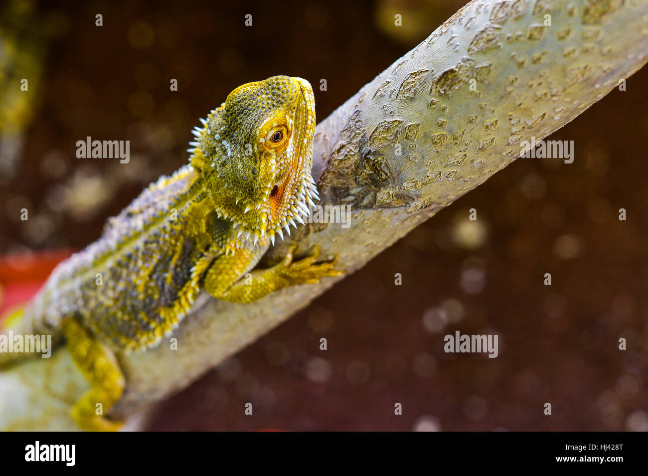 agama, reptilian, scale wood beige dragon zoology Stock Photo - Alamy