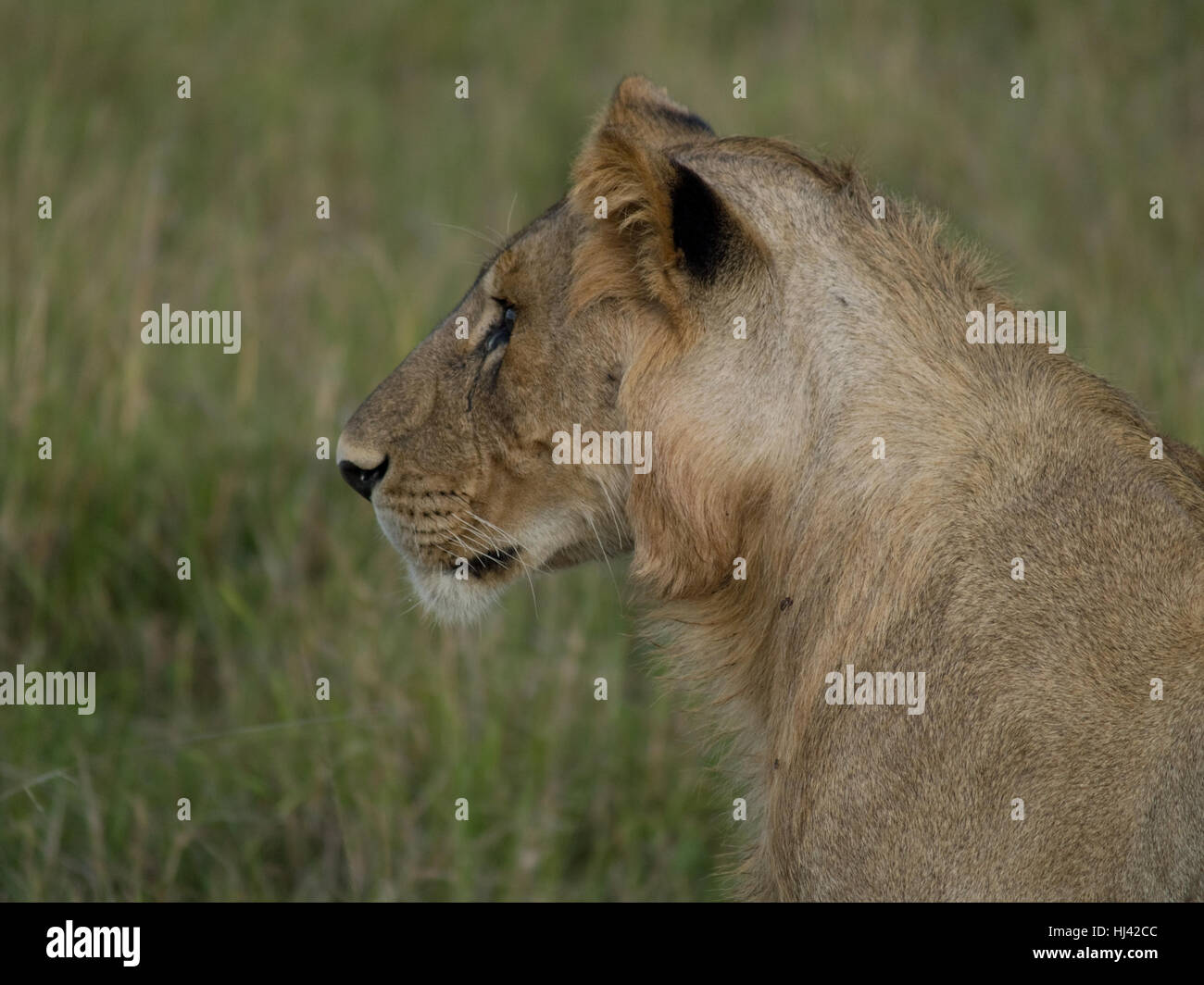 kenya, lion, cat, big cat, feline predator, sight, view, outlook ...