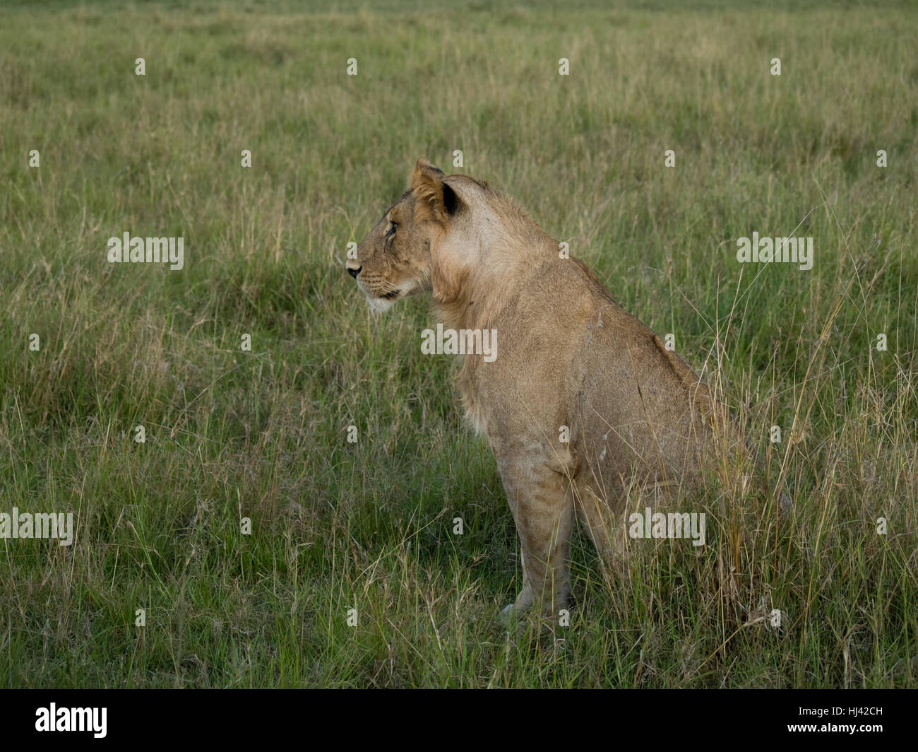 masai mara - simba Stock Photo - Alamy