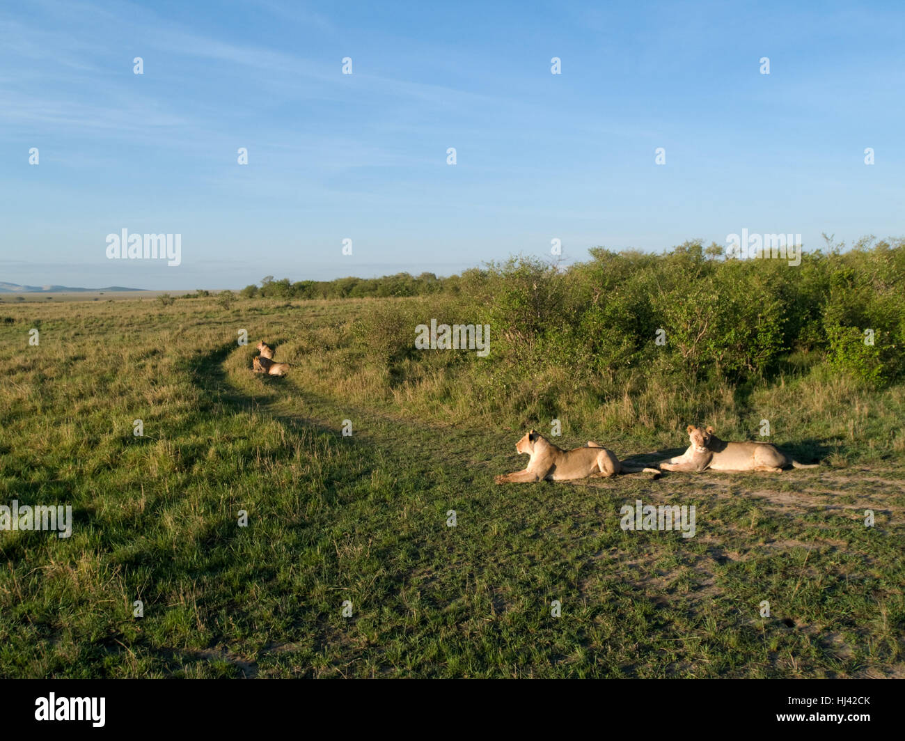 kenya, lion, cat, big cat, feline predator, sight, view, outlook ...