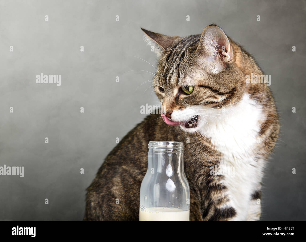 cat and milk Stock Photo - Alamy