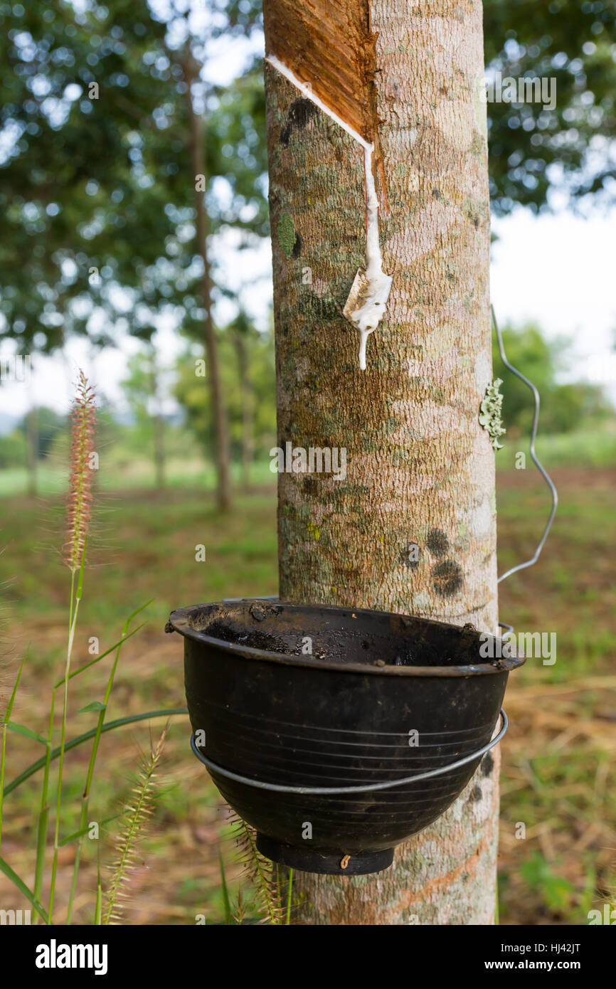 cup, leaf, agricultural, liquid, tree, industry, industrial, wood, asia ...