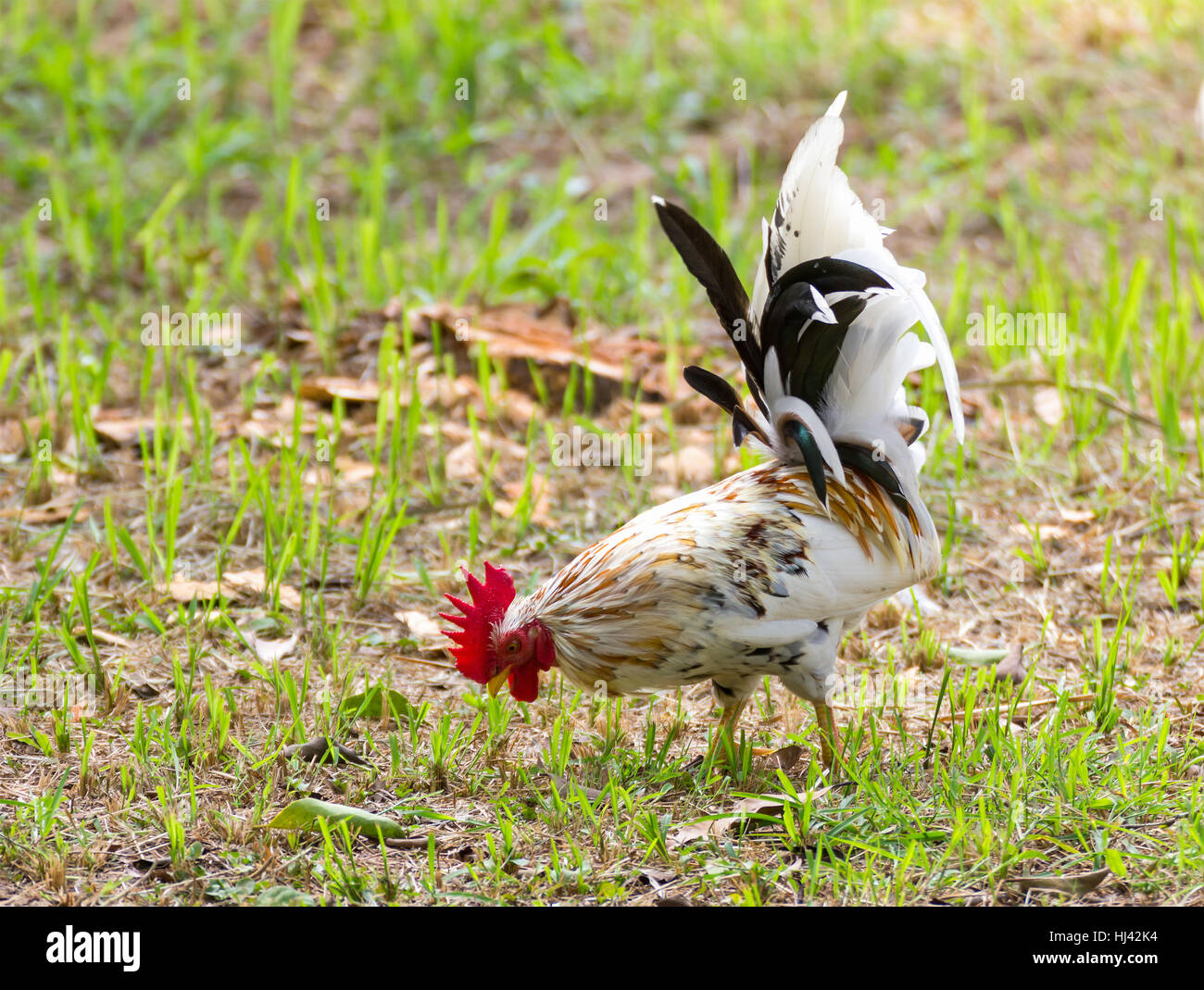 White Bantam on grass in Countryside from thailand Stock Photo - Alamy