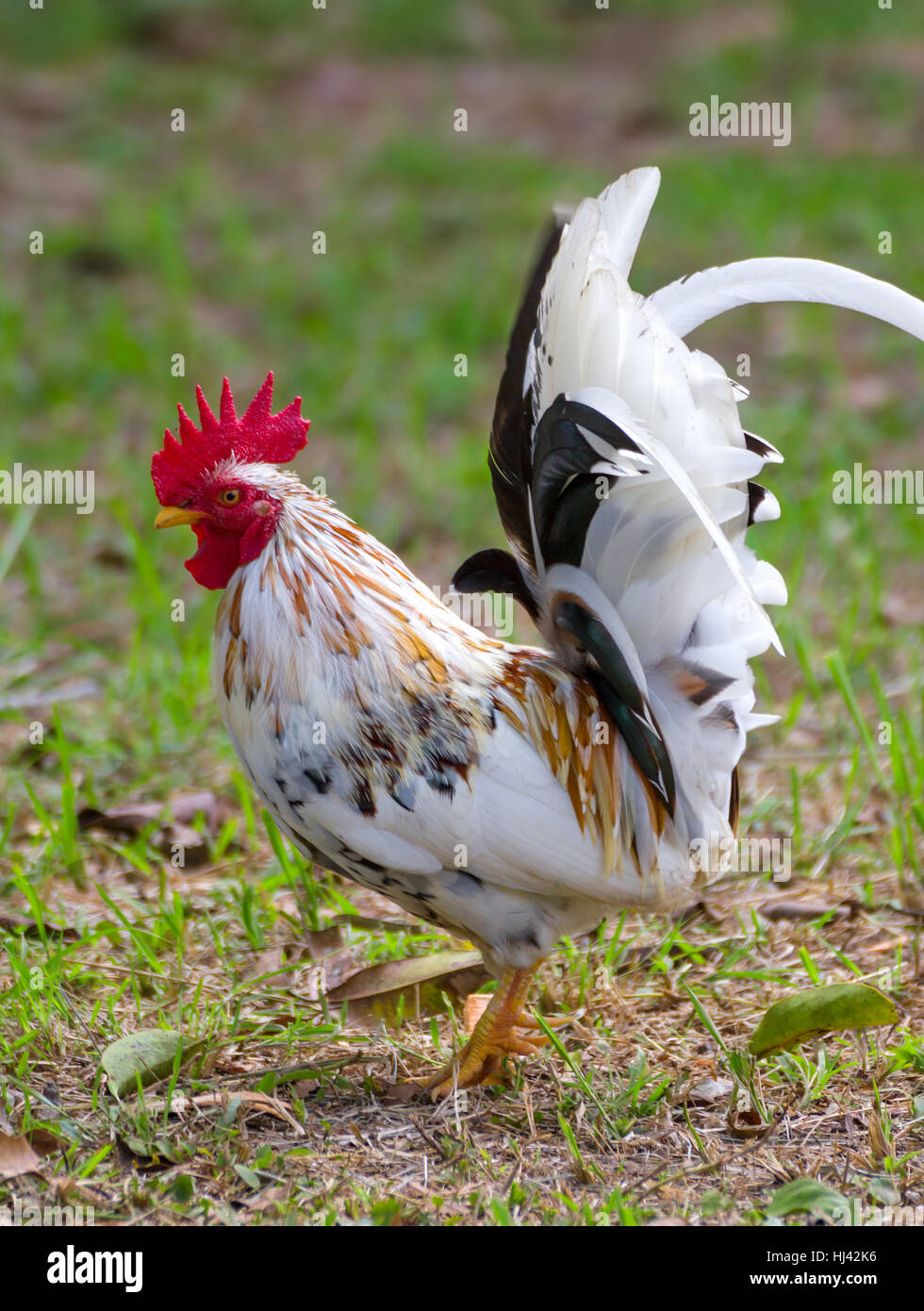 White Bantam on grass in Countryside from thailand Stock Photo - Alamy